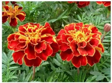 Carmen (300 seminte) Craite pitice flori bicolore, galben-roscate, Seklos