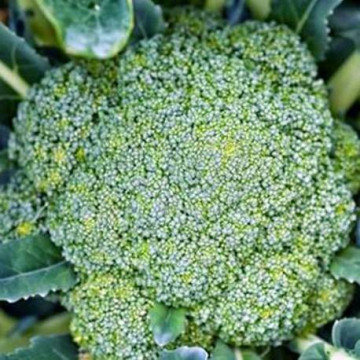 Chevalier F1 (1000 seminte) broccoli semitimpuriu, Seminis