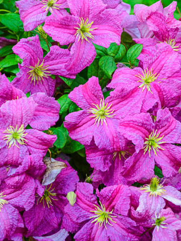 Clematite Mazurek (1.5 m in ghiveci de 2 L) tufa ornamentala ...