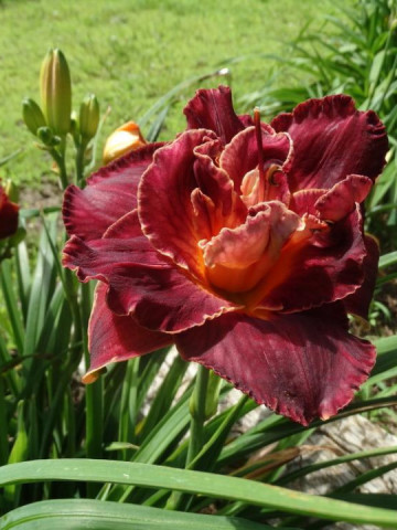 Crin Hemerocallis Burgundy Love (ghiveci 1,5 L), crin de o zi cu flori ...