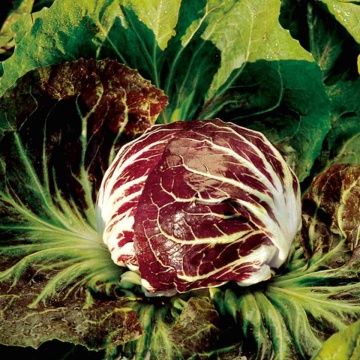 Indigo (10.000 seminte drajate) radicchio rosso ce prezinta maturitate ...
