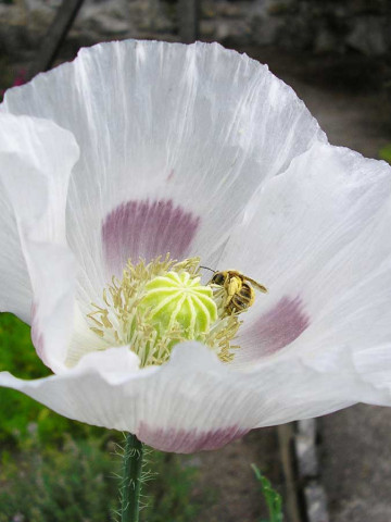 Mac Alb Bridal Silk, seminte de Mac alb, Vilmorin