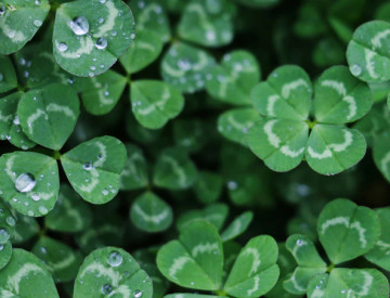 MicroTrifoi alb pitic (500 gr) seminte de trifoi alb pitic Nanissimo ...