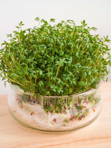 Nasturel Bio (0.2 gr), seminte eco nasturel-creson de apa, Seklos