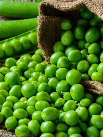 Oltena (50 grame) mazare pastai lungi, gust placut, Agrosel