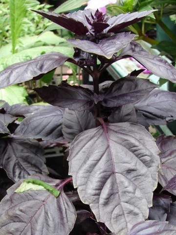 Red Rubin (100 grame) seminte busuioc rosu alimentar, Profit Seeds