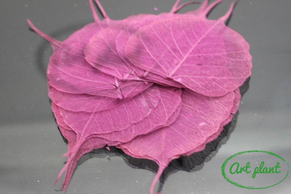 Frunze Voal Visina Putreda