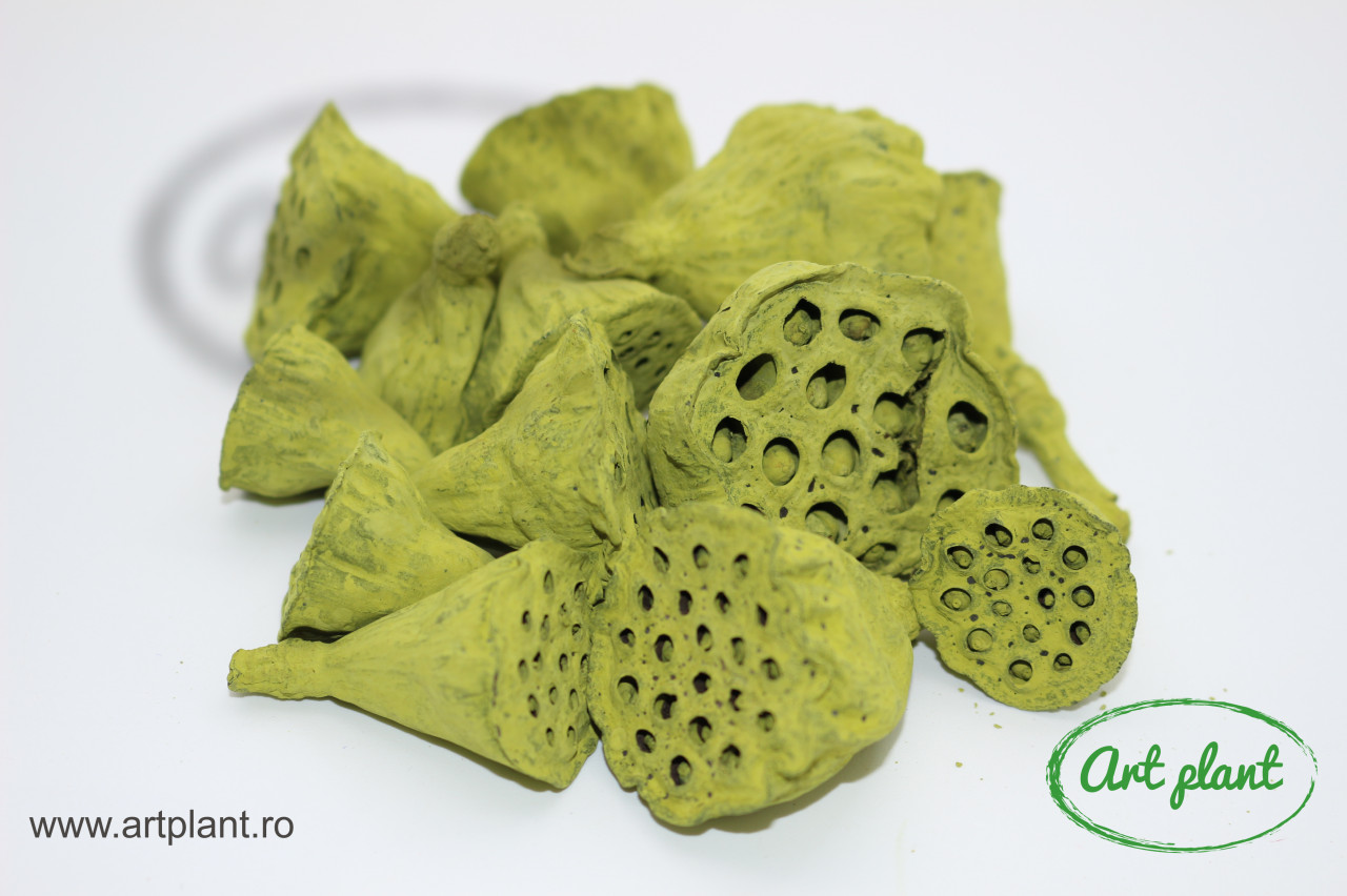 Mini Lotus Verde Olive