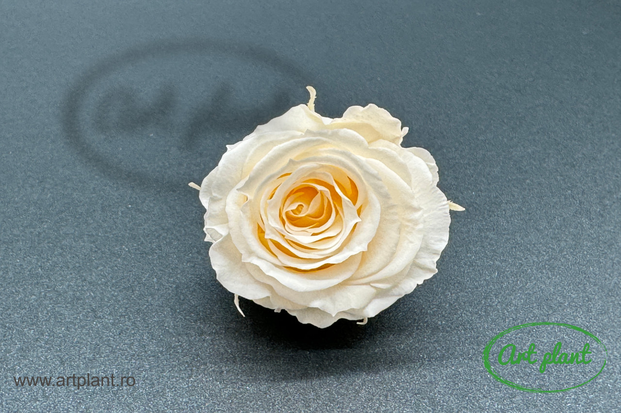 Mini Roze Warmi Champagne CHA99