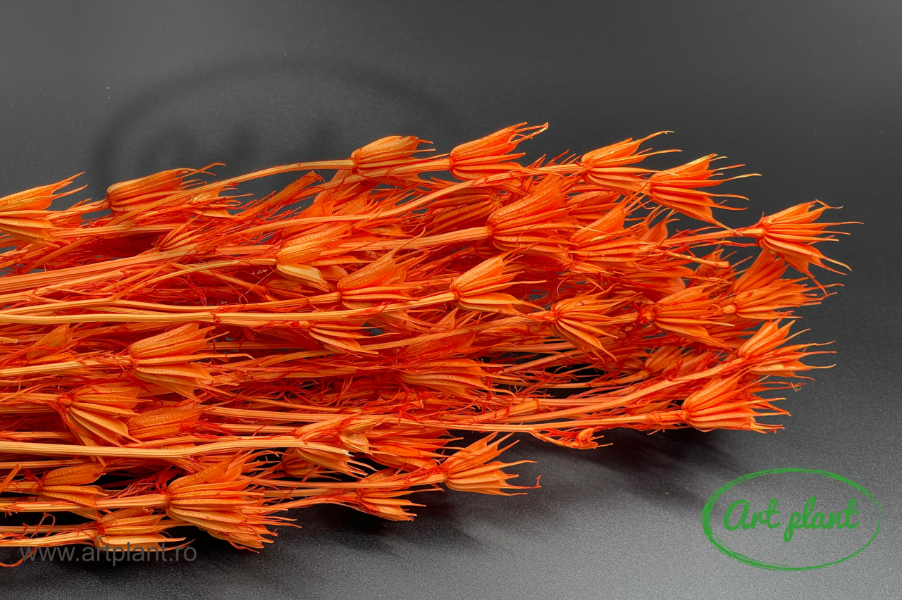 Nigella Orientalis Portocaliu