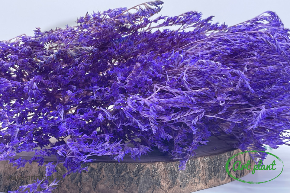 Statica Tatatica Mov / Lila