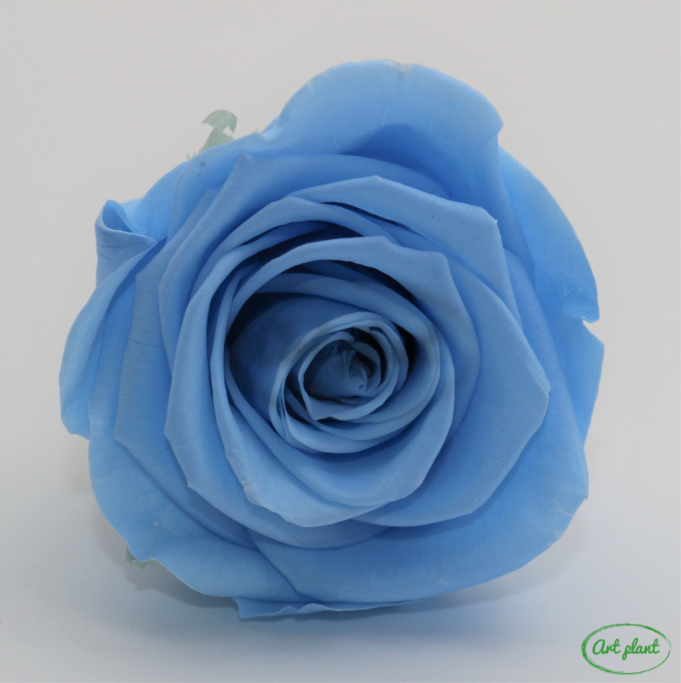 Trandafir criogenat Baby Blue L