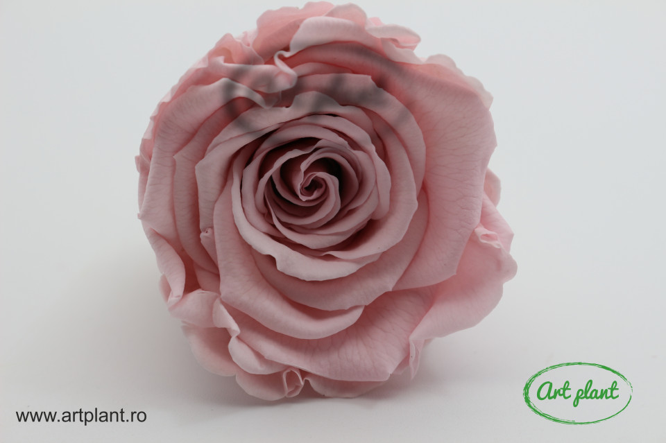 Trandafir Criogenat L Roz Pal Pin04