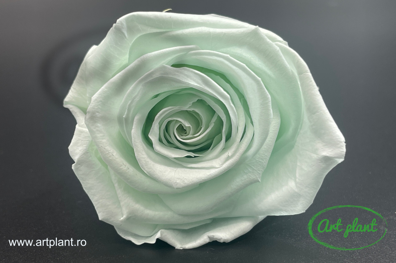 Trandafir criogenat XL Minty Green
