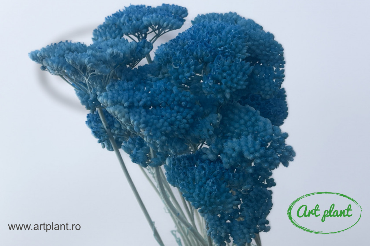 Achillea Filipendulina Albastru Deschis