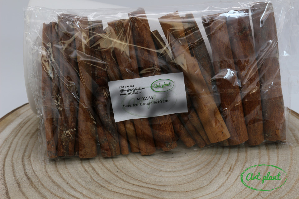 Bete scortisoara 9-10 cm