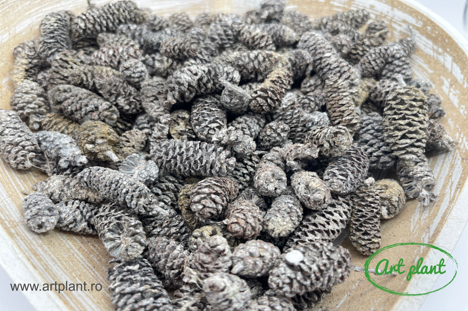 Conuri eger indiai vopsite alb