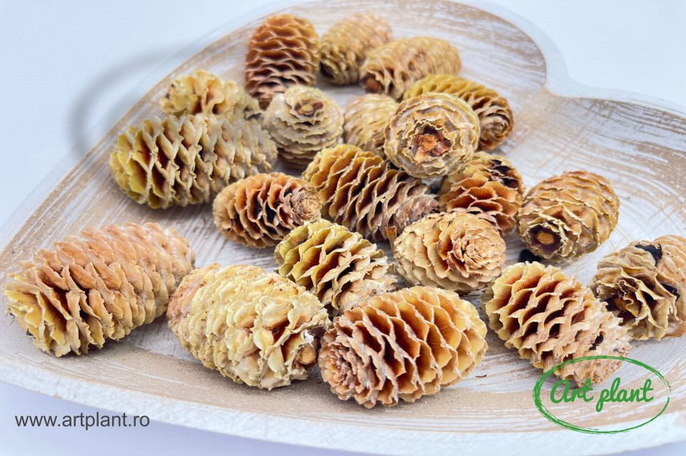 Conuri Sabulosum Natur