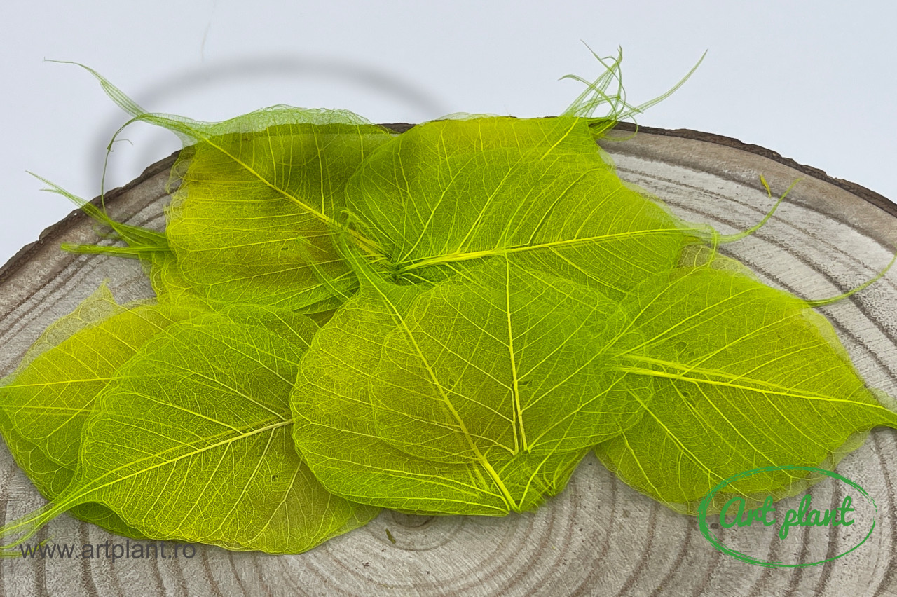 Frunze Voal Verde Aple Green