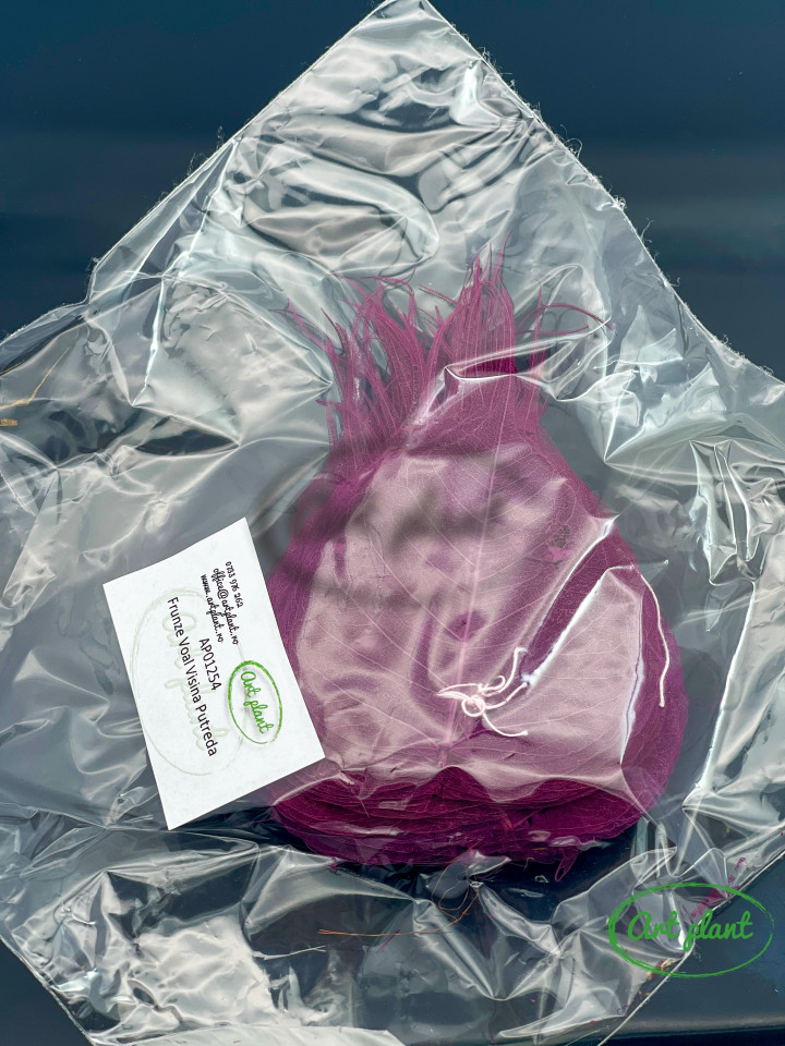 Frunze Voal Visina Putreda