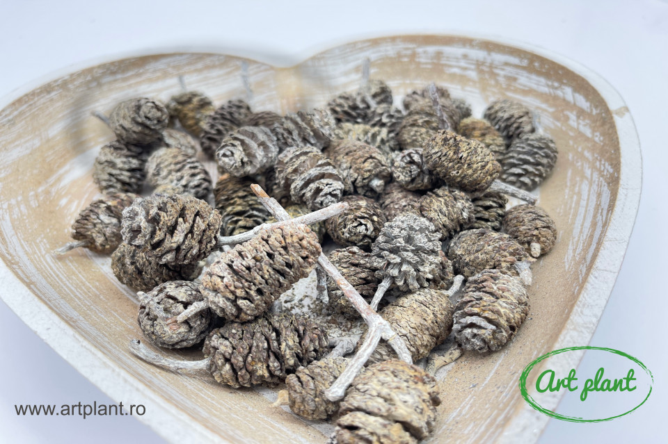 Conuri arin vopsite alb / crem