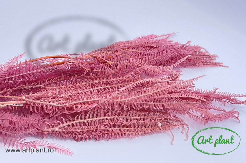Feriga pteridium roz