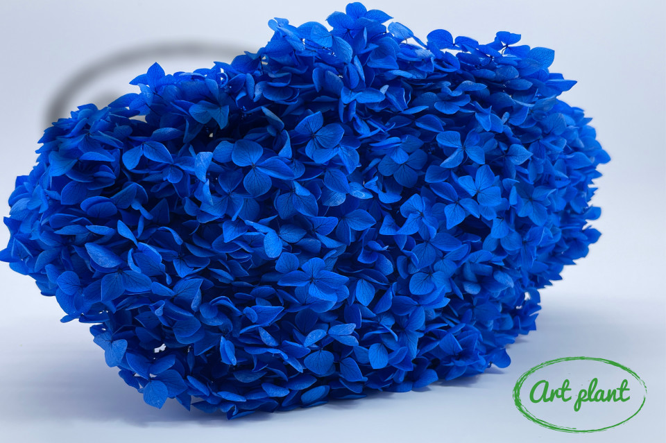 Hortensie Albastru Royal