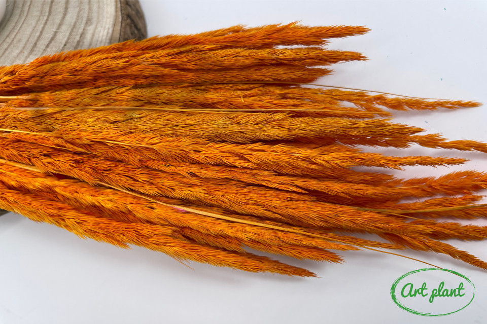 Iarba Decorativa Portocaliu