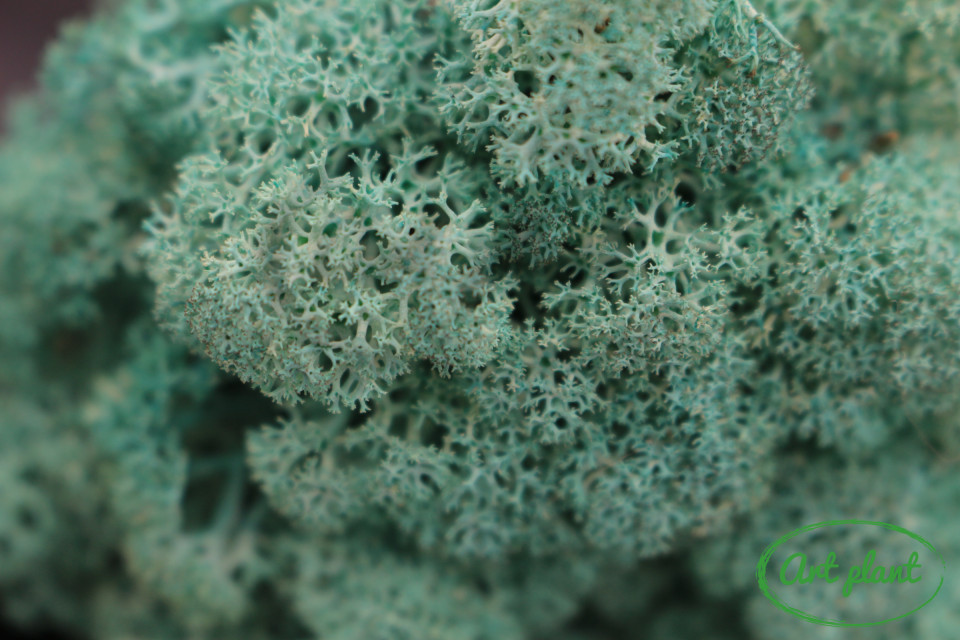 Licheni stabilizati Pacific Green