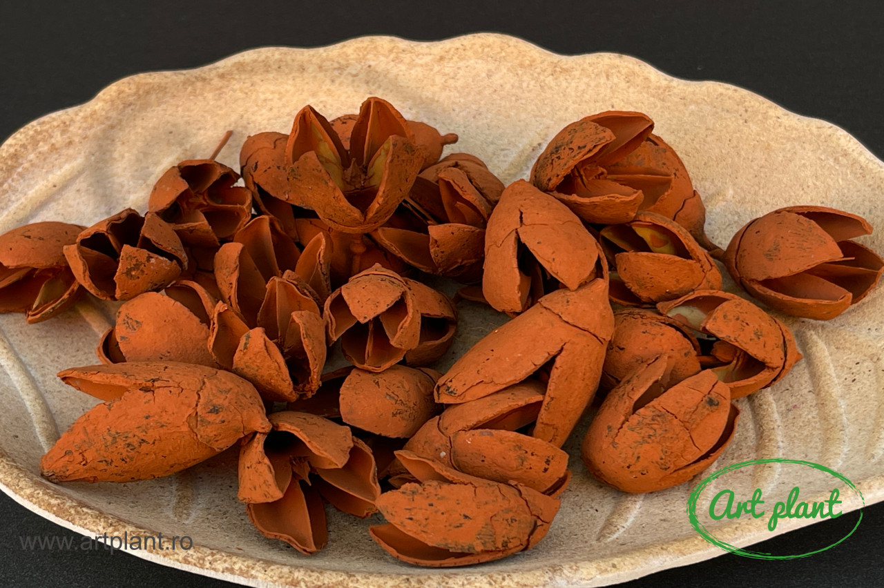 Bakuli vopsit maro roscat