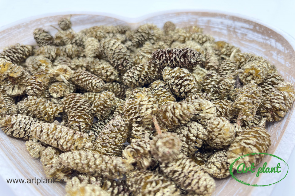 Conuri eger indiai auriu