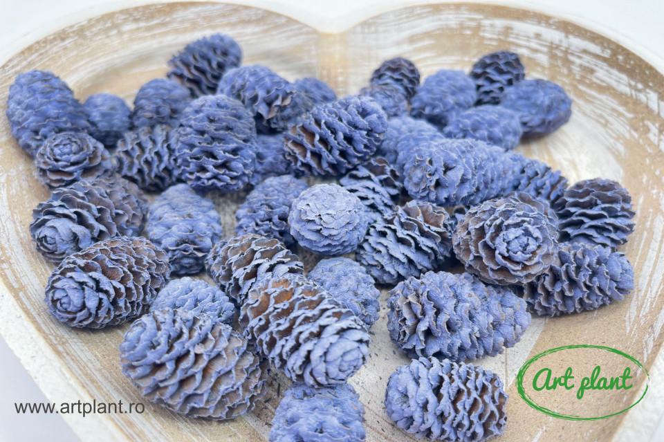 Conuri meridianum mov