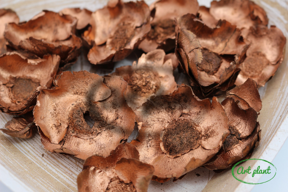 Flori de cocos bronz