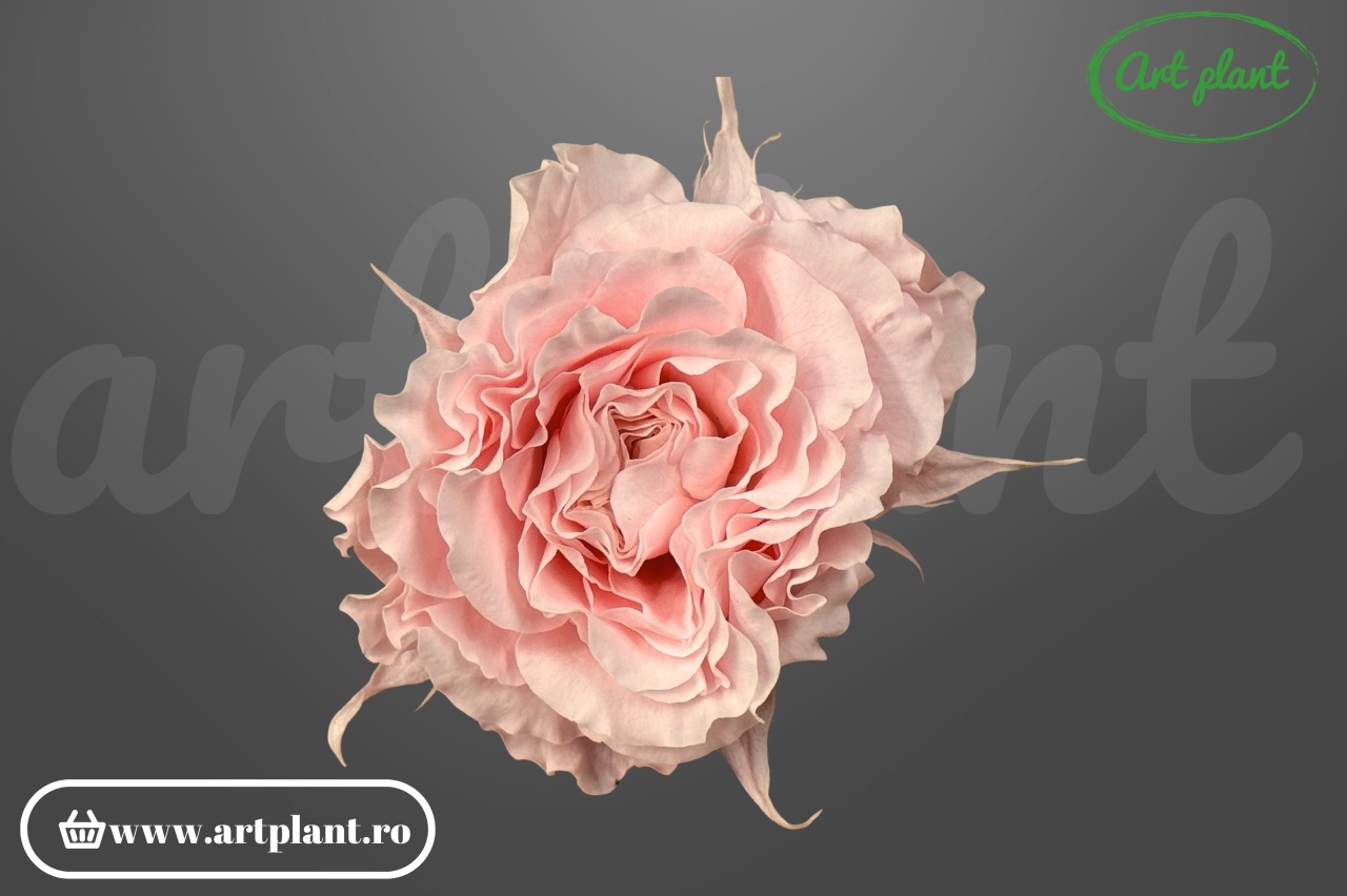 Mini Rose Romantic stabilizate roz deschis | Art Plant