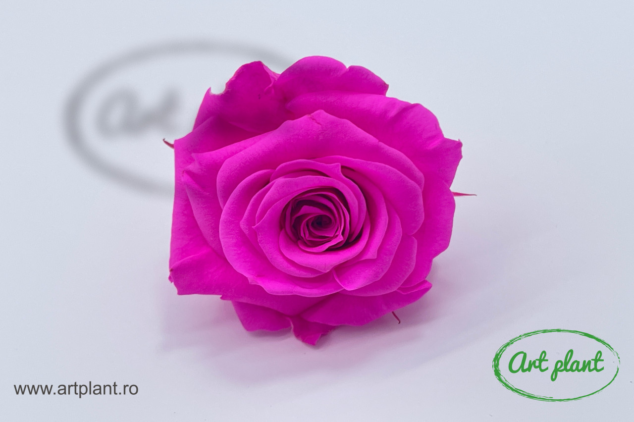 Mini Roze Roz Fuchsia Pin07