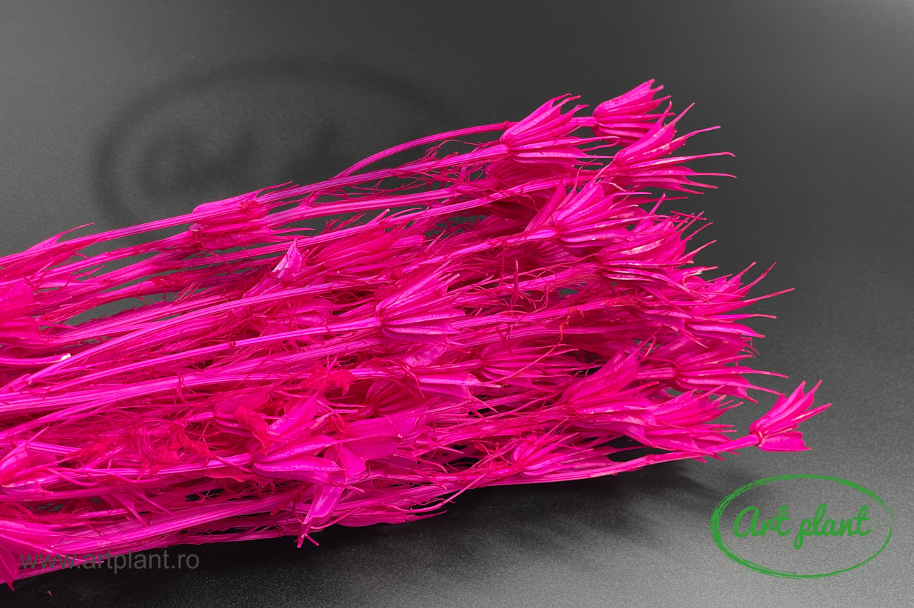 Nigella Orientalis Ciclam