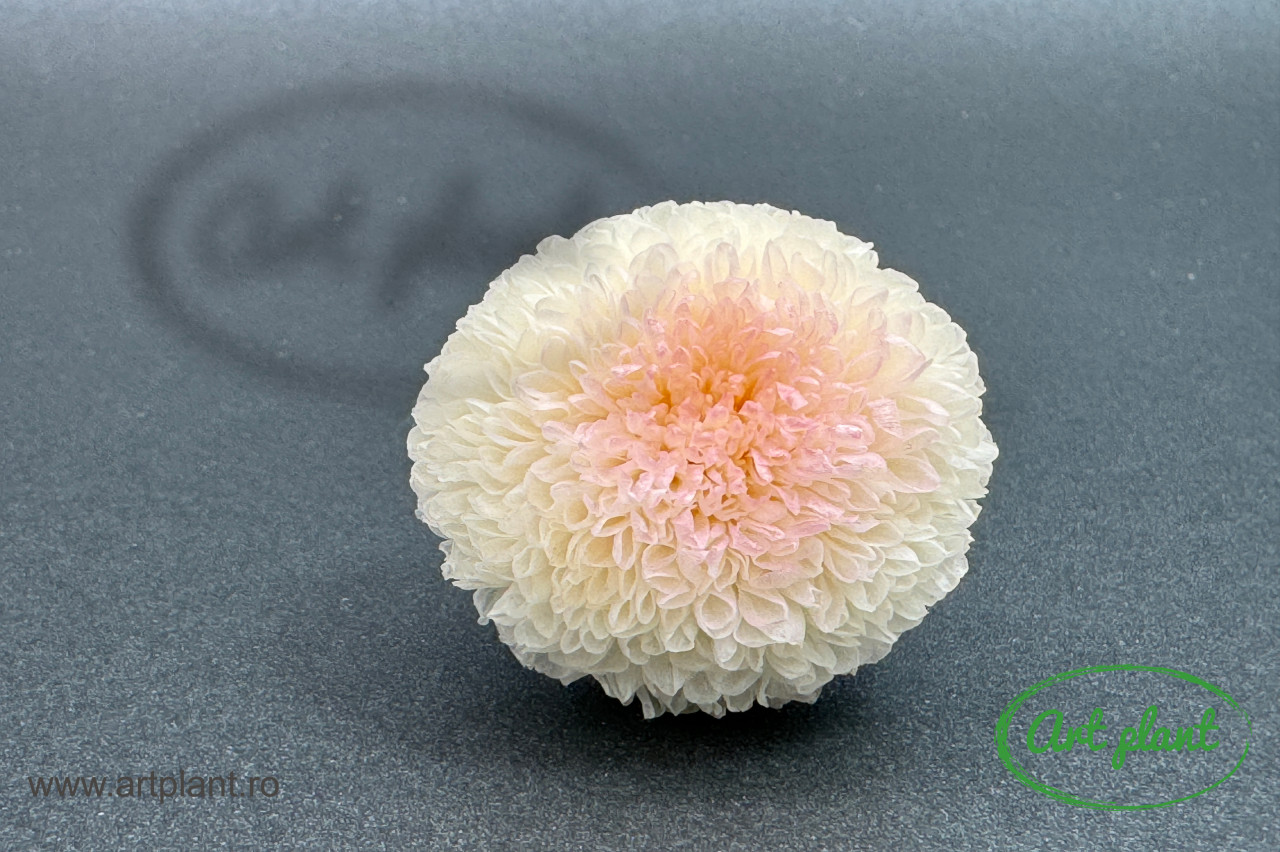 Crizantema ping-pong criogenata alb / roz