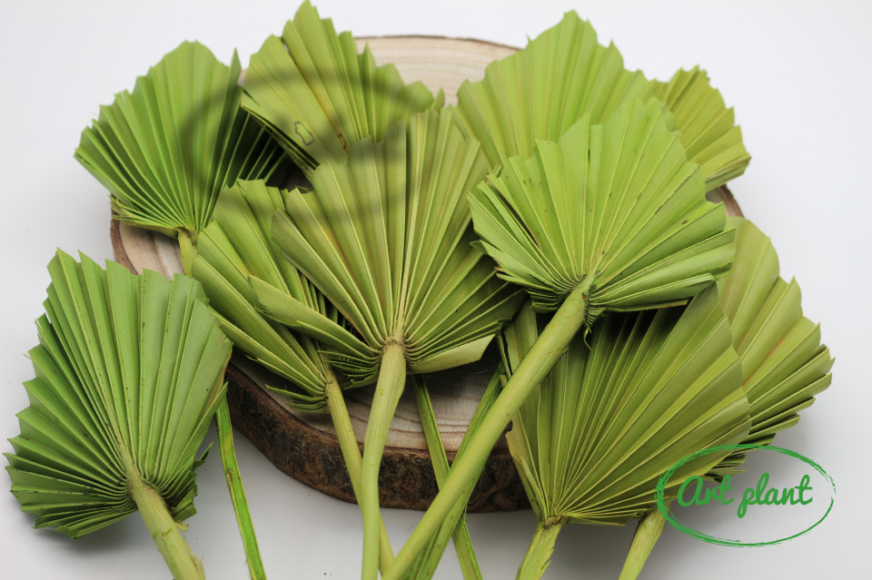 Frunze Palmier Verde