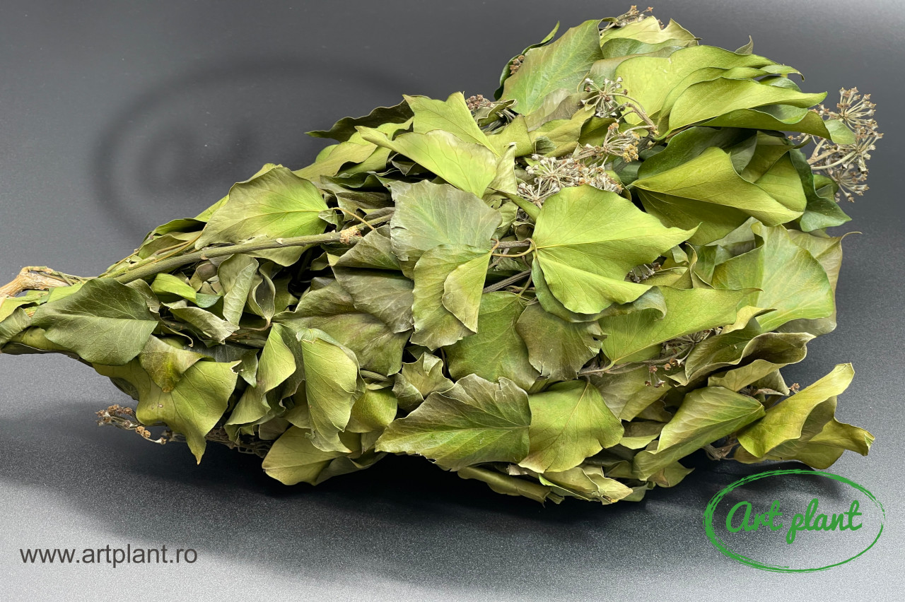 Iedera Stabilizata Verde