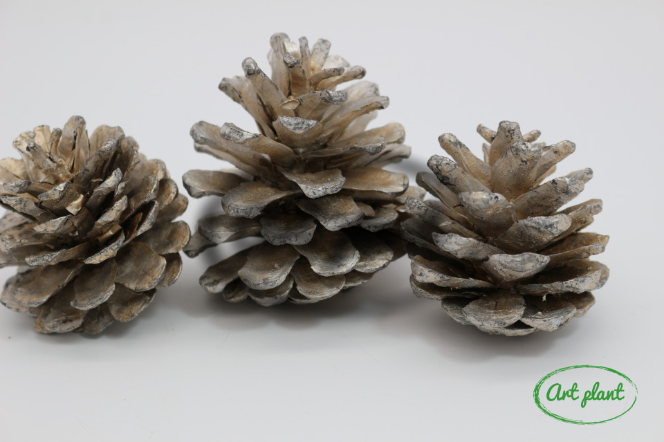 Conuri de pin champagne