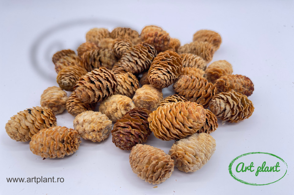 Conuri meridianum cream