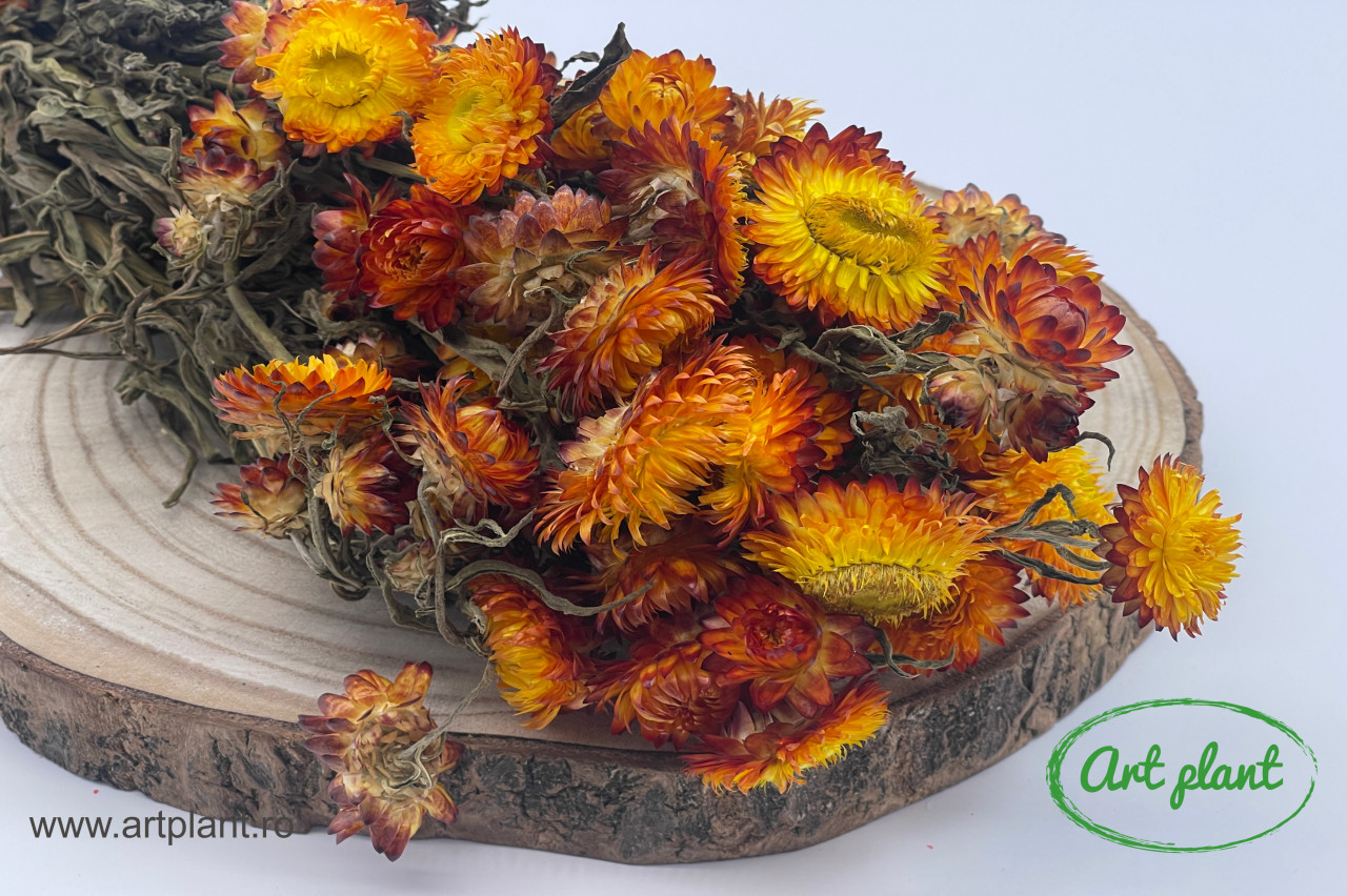 Helichrysum Portocaliu Natural