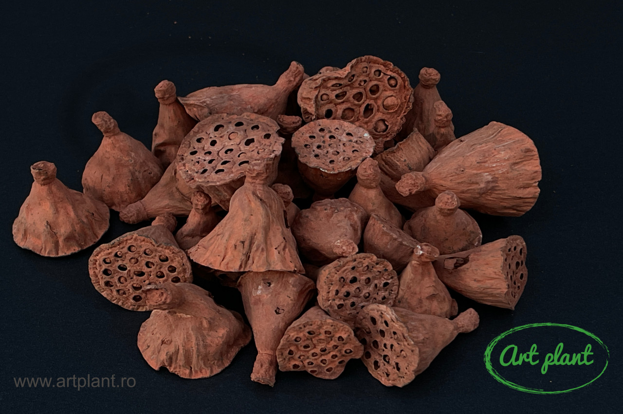 Mini Lotus Caramiziu 4-5 cm