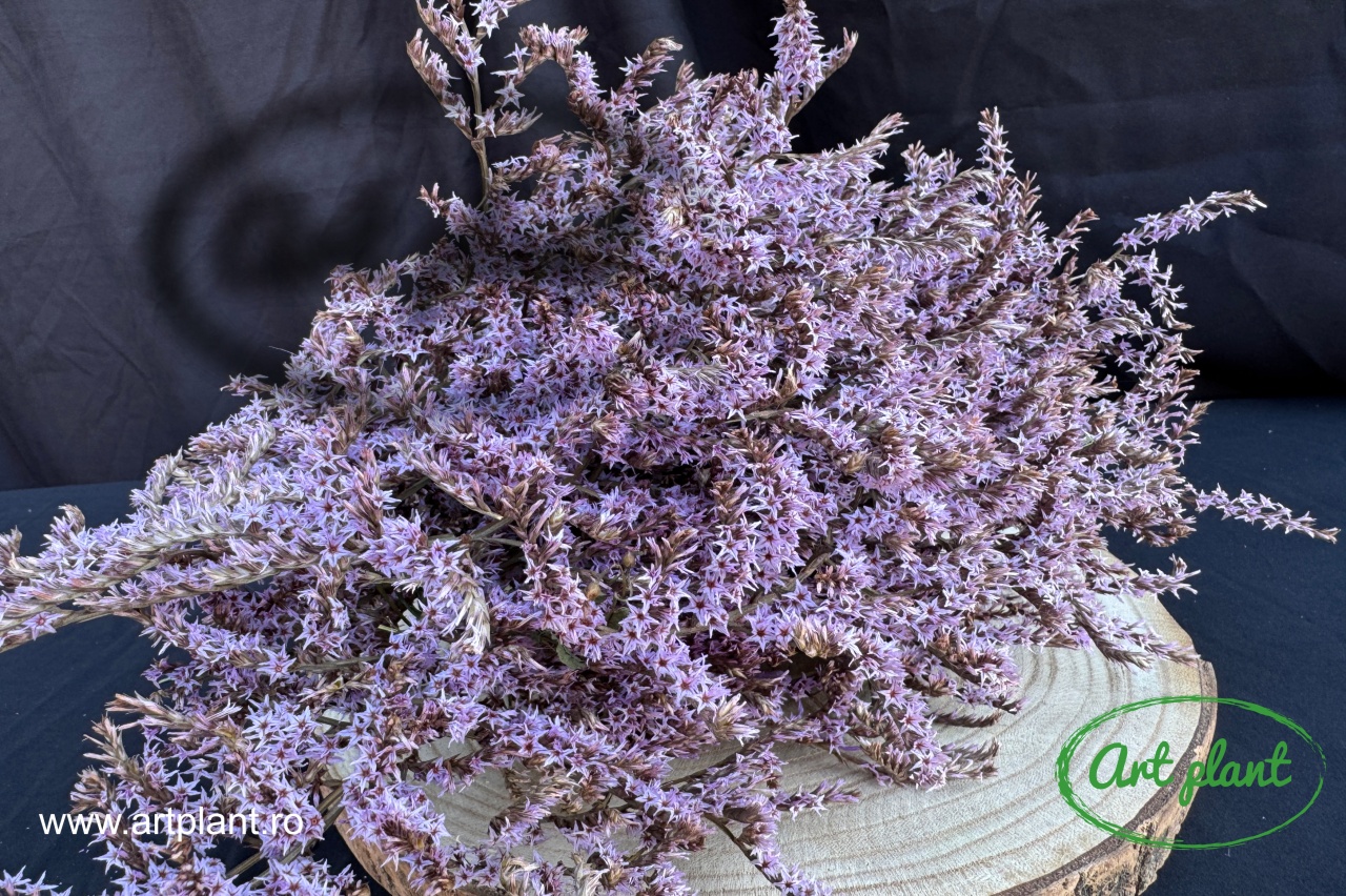 Statica Tatarica ( Limonium) Filder