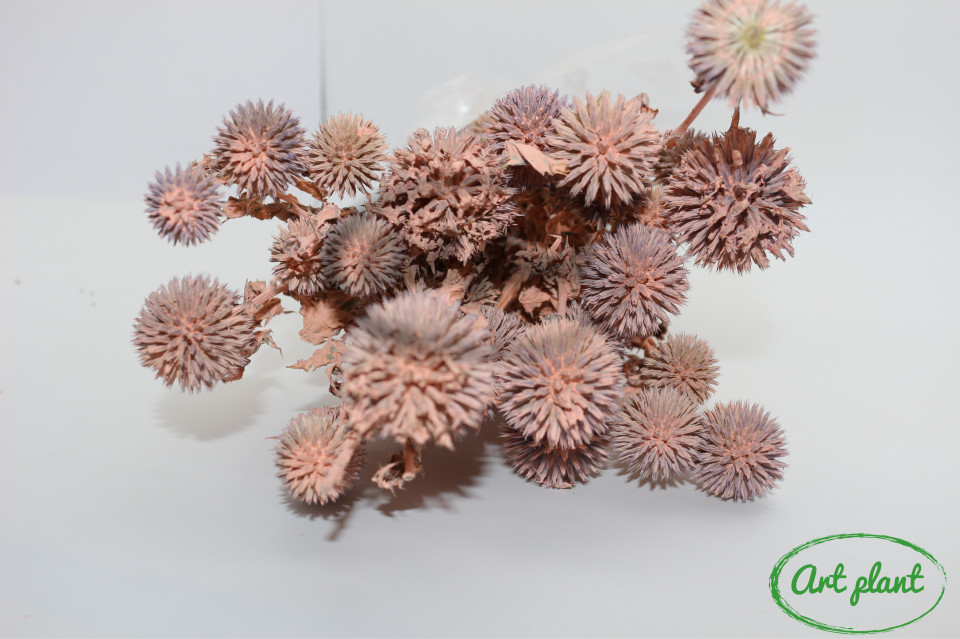 Echynops Scaieti Roz