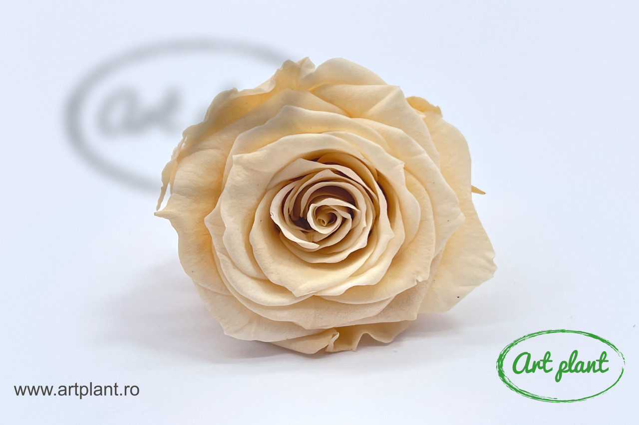 Mini Roze Champagne CHA01