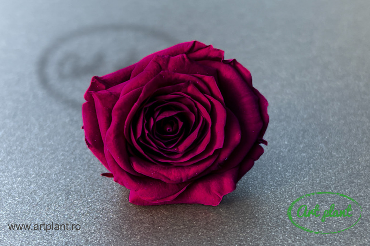 Mini Roze Visiniu Pin02