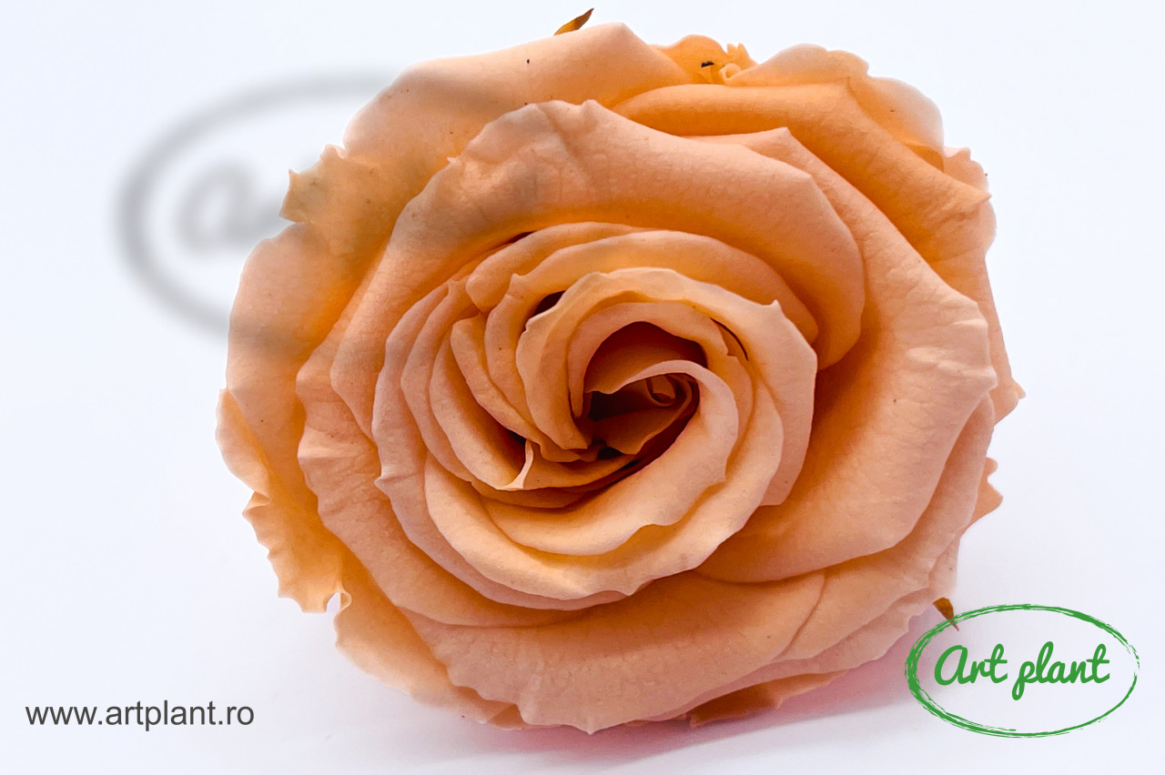 Trandafir Criogenat Peach Pea01