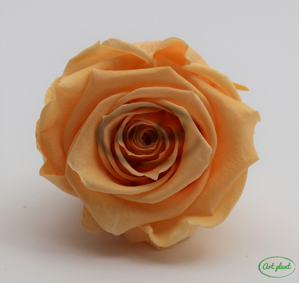 Trandafir criogenat Perfect Peach XL