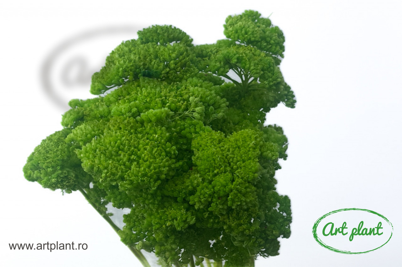 Achillea Filipendulina Verde Deschis